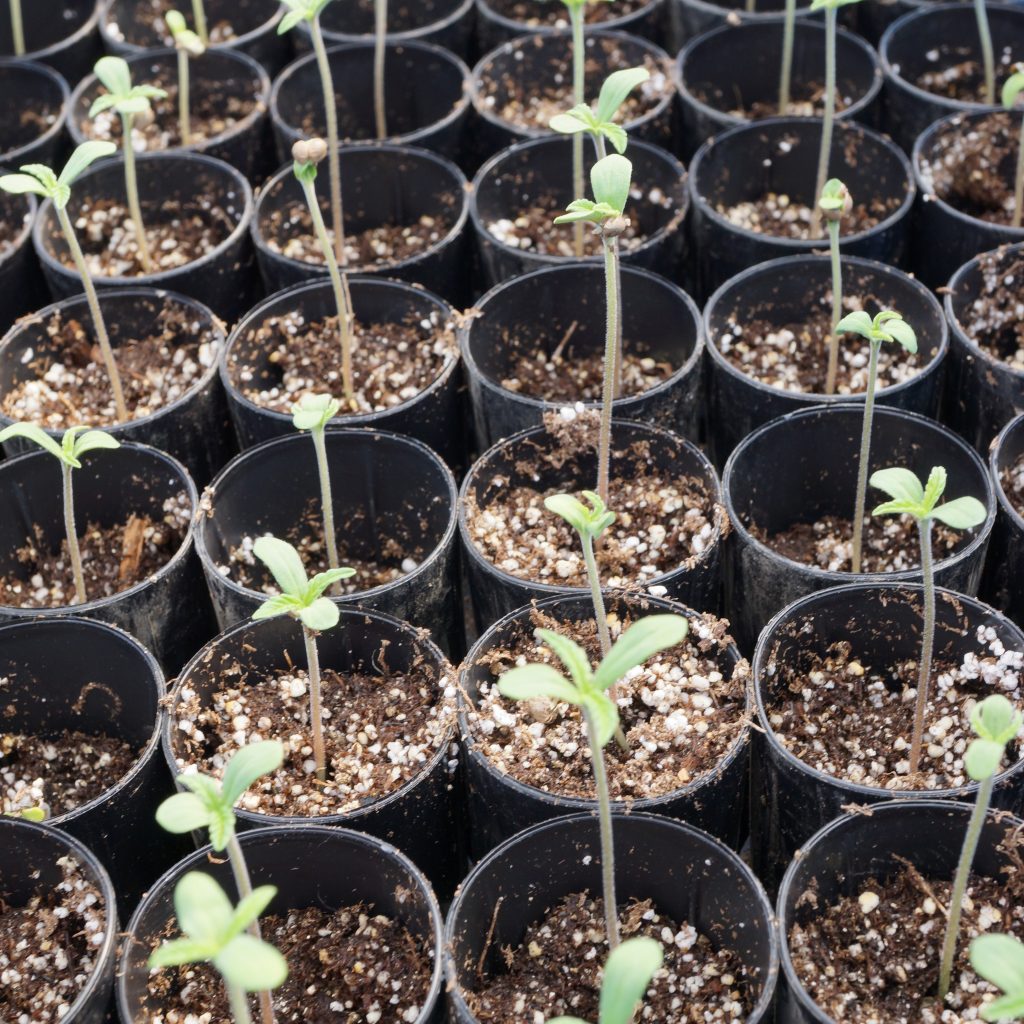 Welcome | CBD Seed Co. | Premier CBD Seed & Clone Supplier