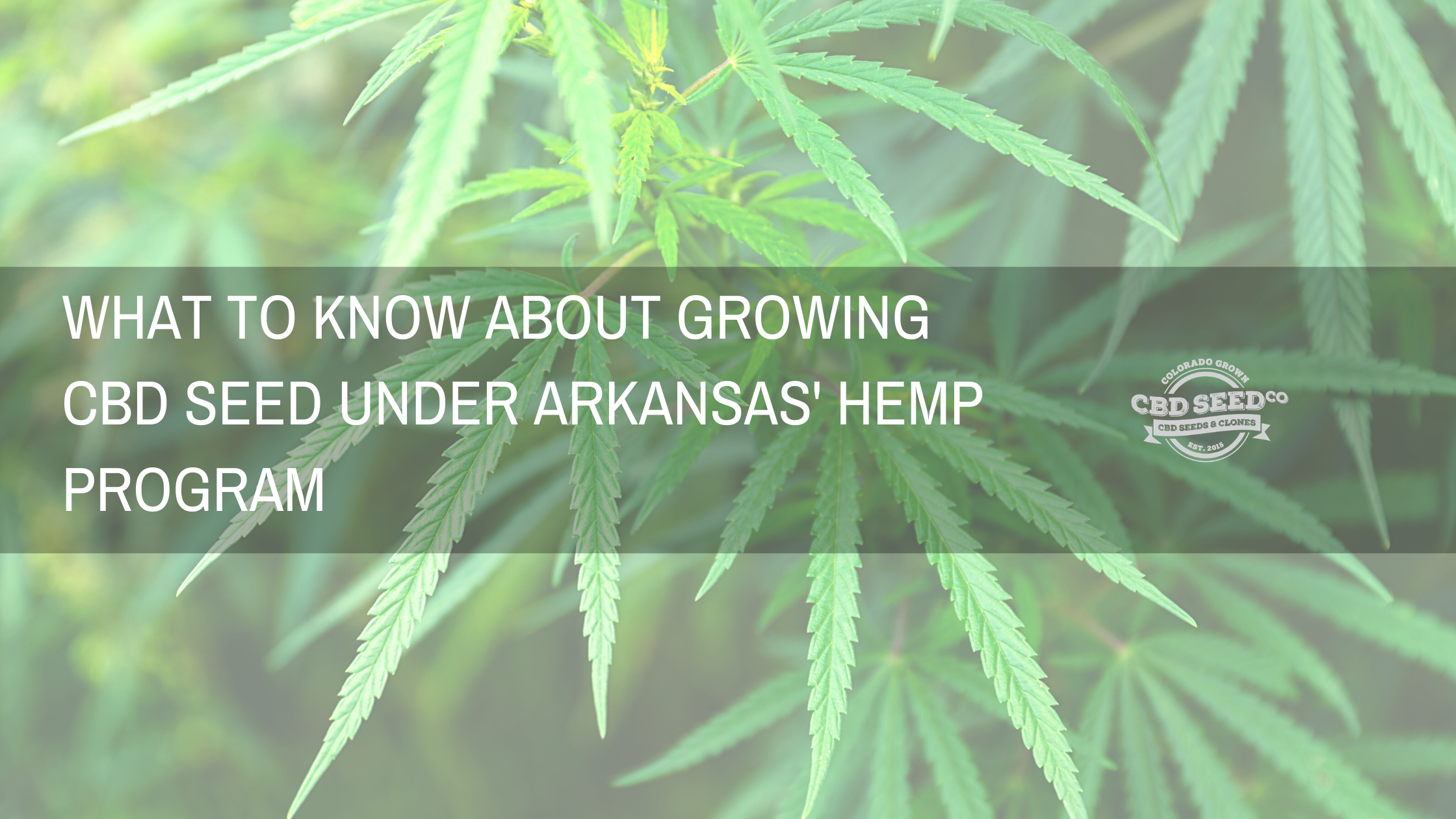 What to Know About Growing CBD Seed Under Arkansas' Hemp Program - CBD ...