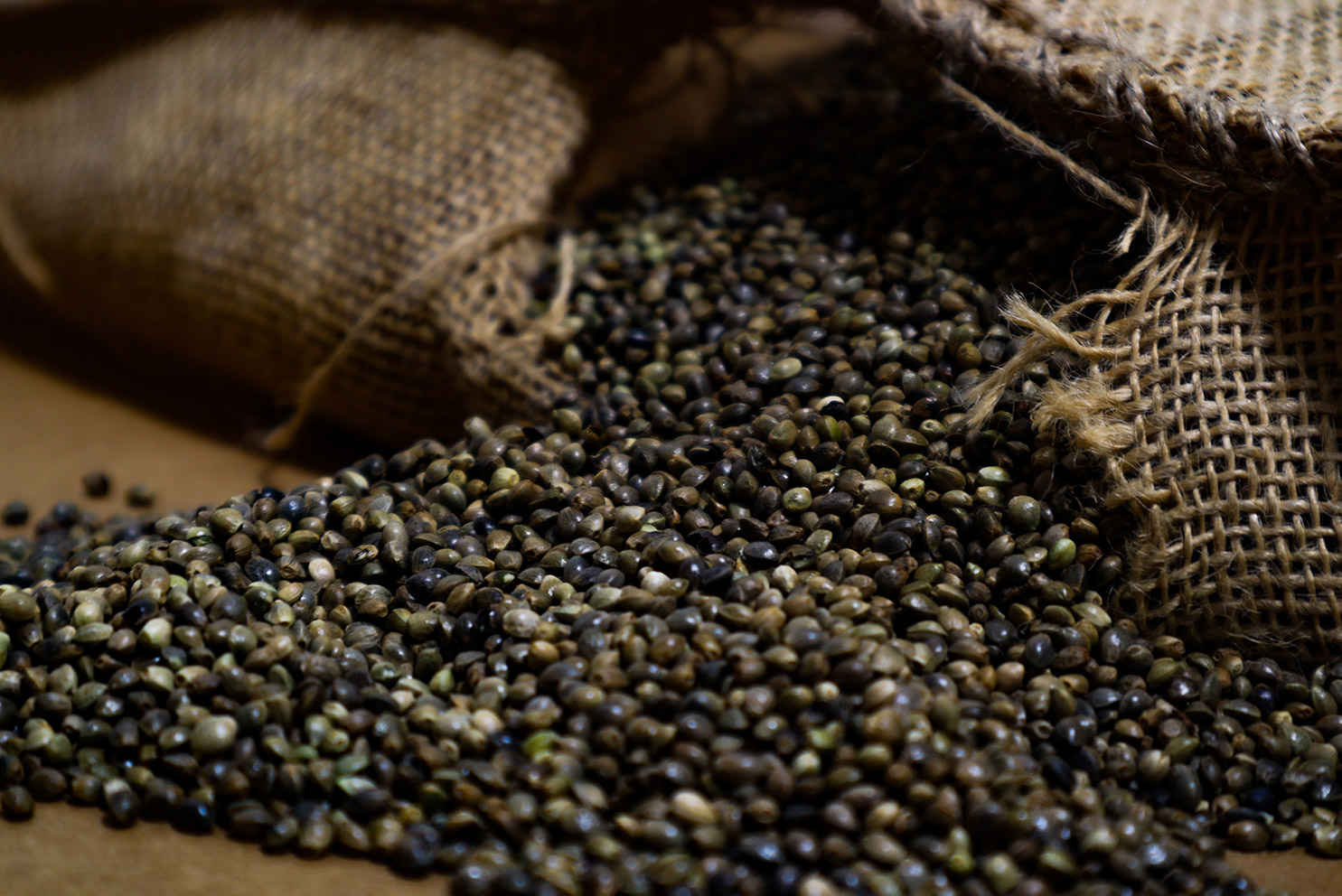 Buy CBD Seeds & Clones - Feminized High CBD Hemp | CBD Seed Co.