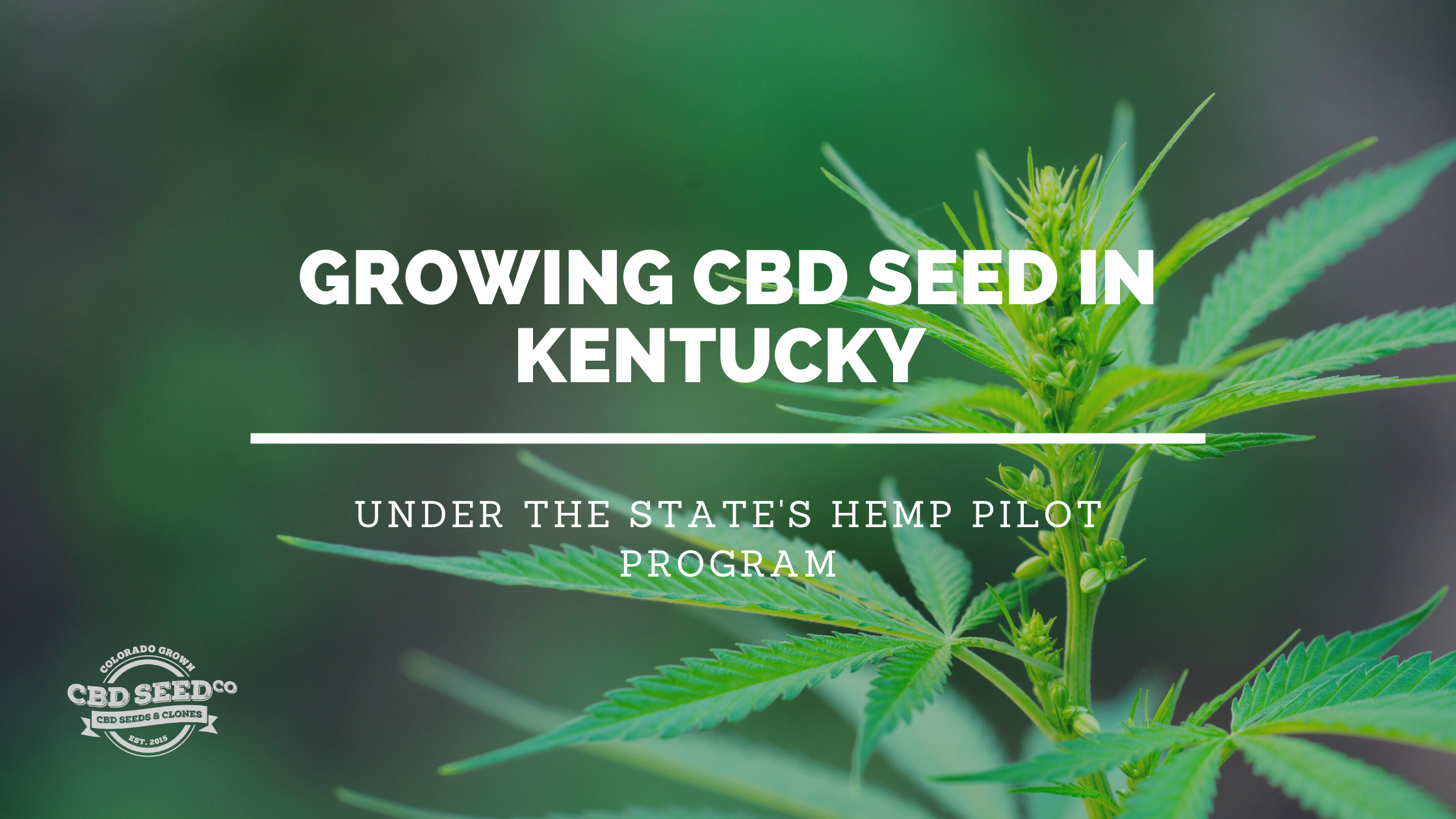 Growing CBD Seed in Kentucky Under the State's Hemp Pilot Program - CBD ...