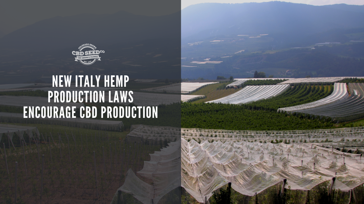 New Italy Hemp Production Laws Encourage CBD Production - CBD Seed Co.