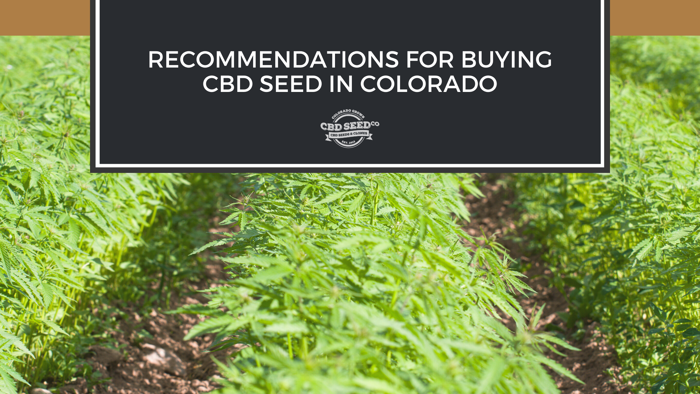 Recommendations for Buying CBD Seed In Colorado - CBD Seed Co.