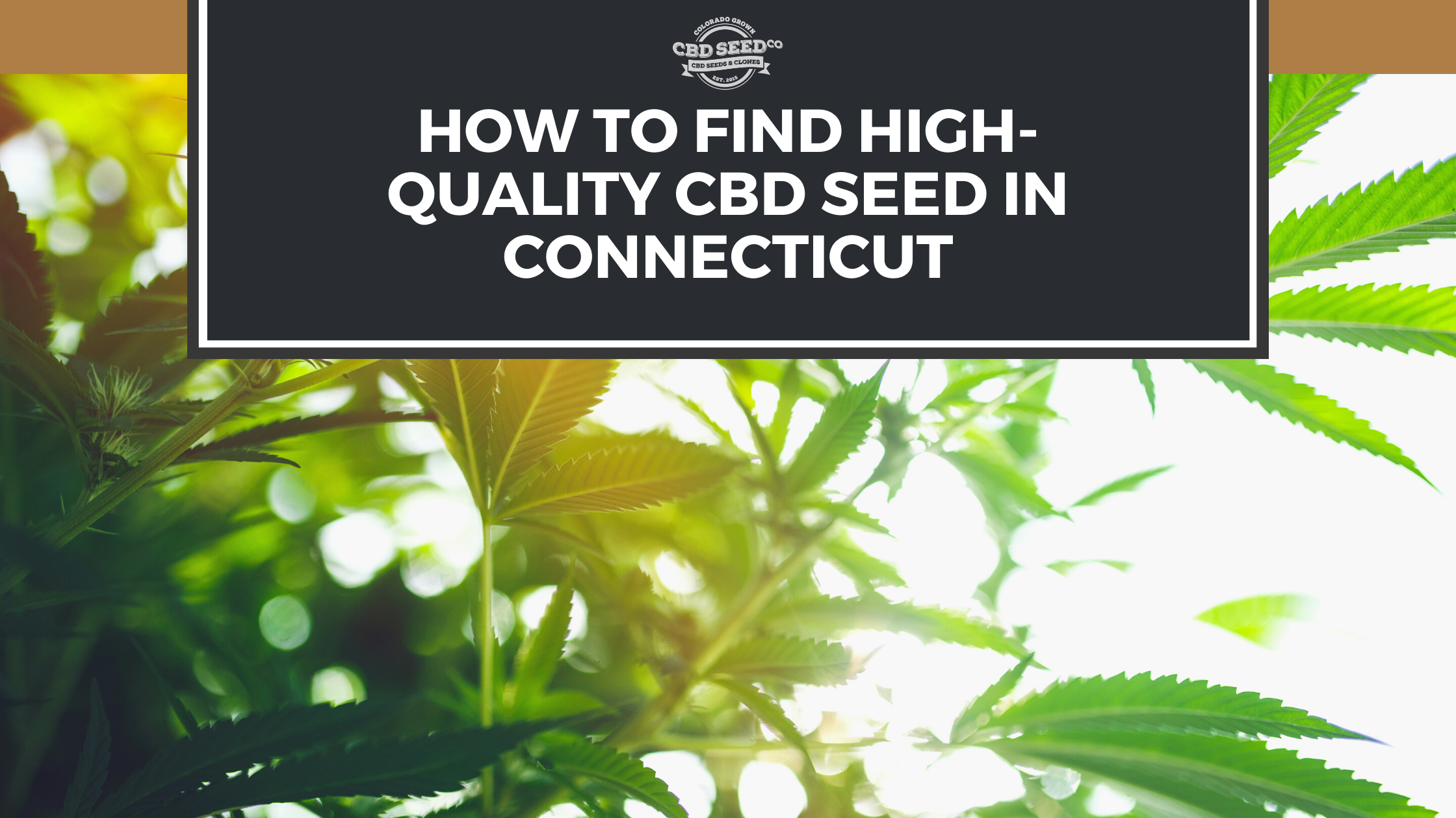How to Find High-Quality CBD Seed In Connecticut - CBD Seed Co.