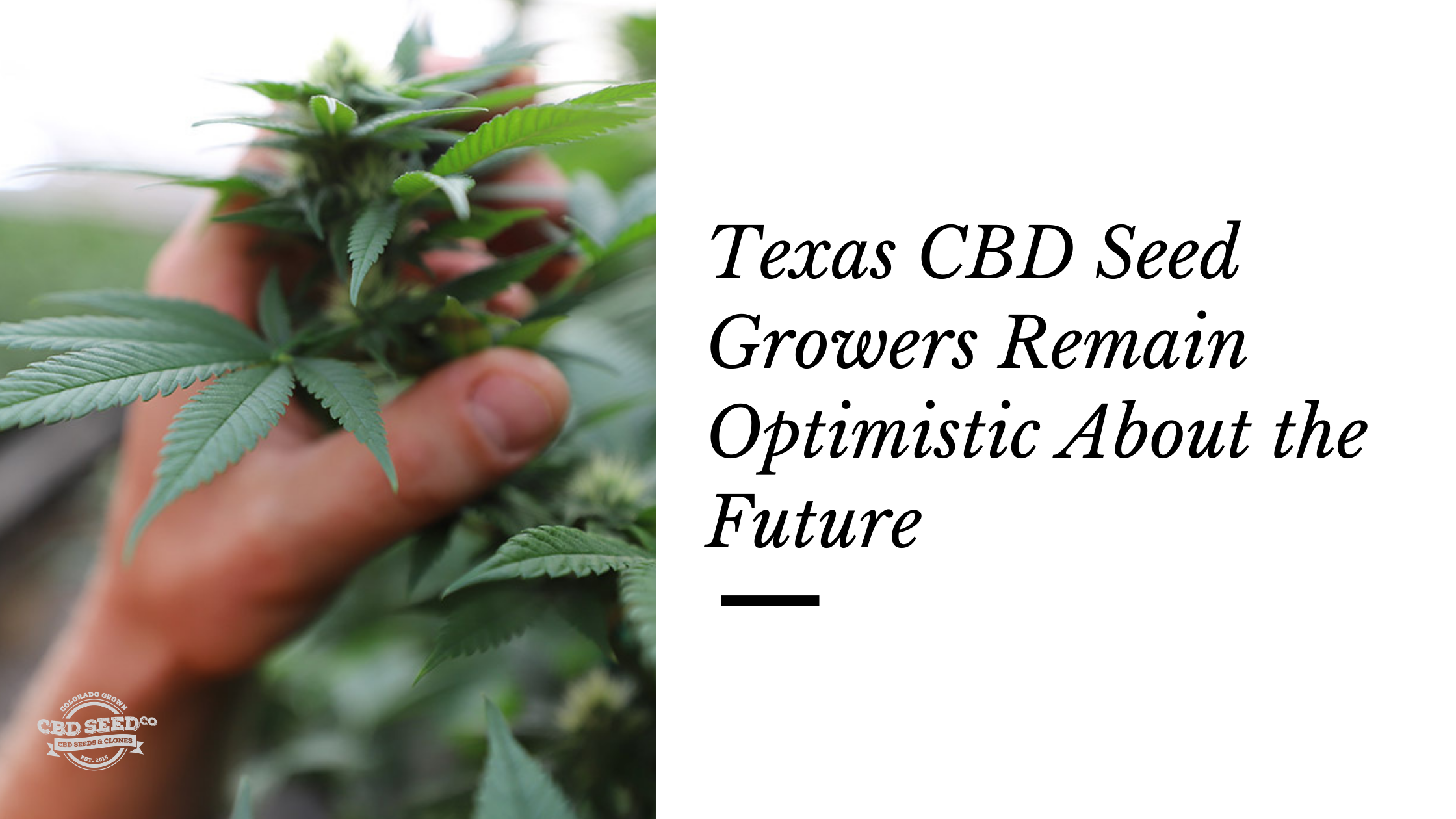 Texas CBD Seed Growers Remain Optimistic About the Future - CBD Seed Co.